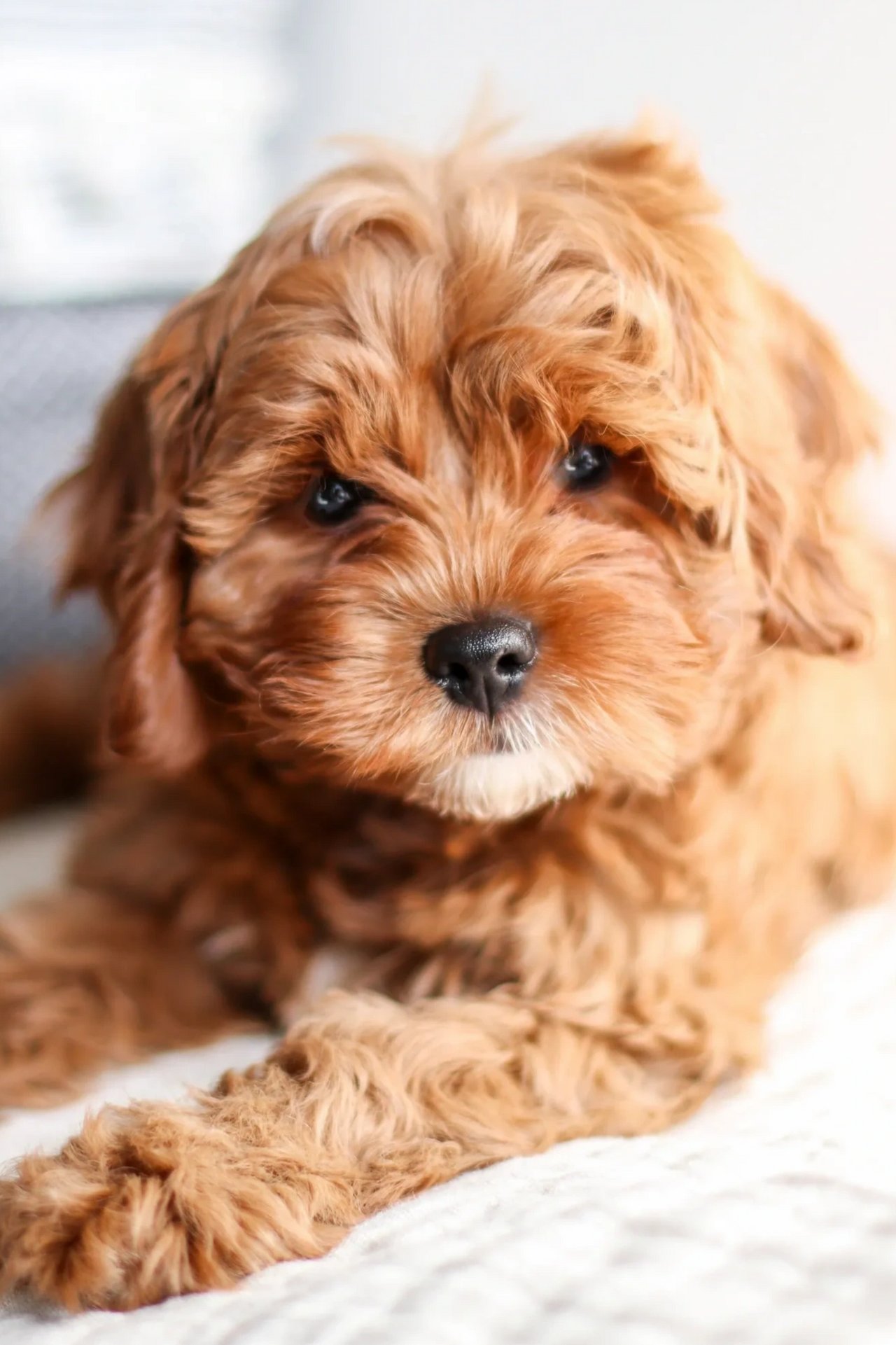 Unveiling The F1B Cavapoo Breed: What Is F1B Cavapoo - News 24 World